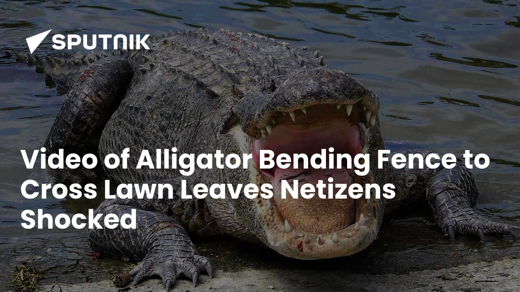 Video of Alligator Bending Fence To Cross Over Leaves Netizens Shocked