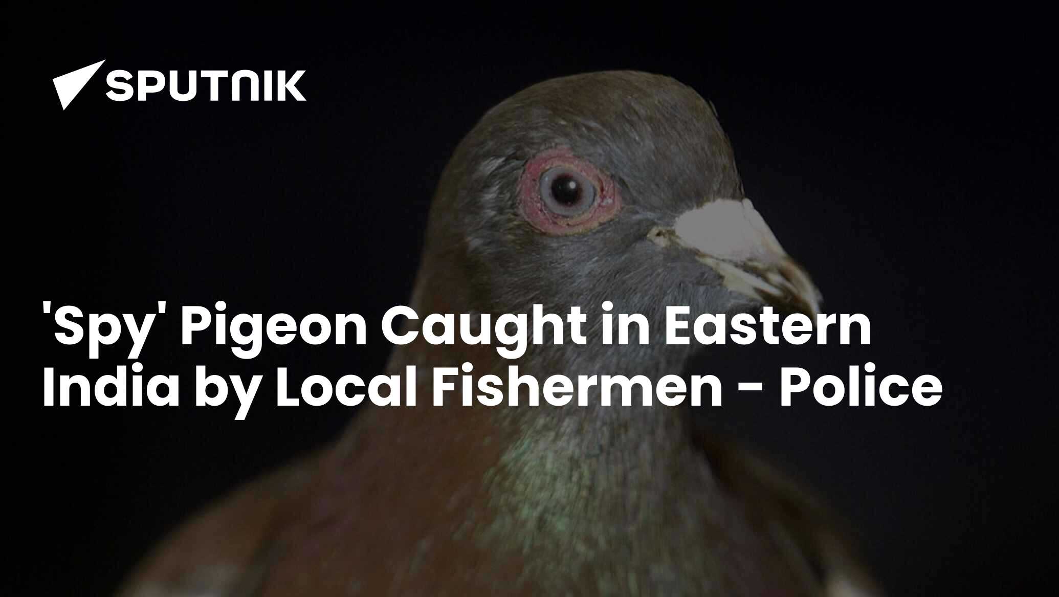 'Spy' Pigeon Caught in Eastern India by Local Fishermen - Police