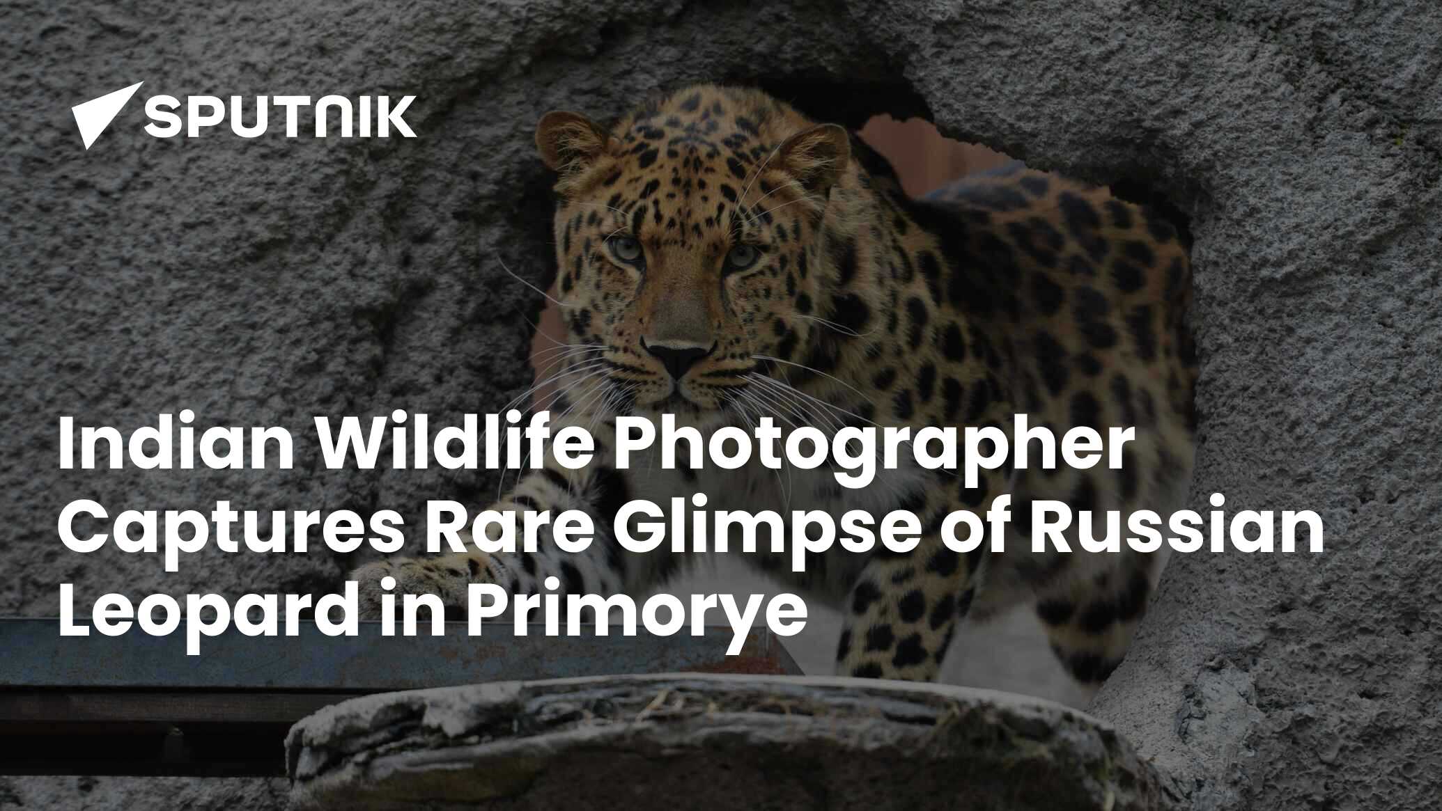 Indian Wildlife Photographer Captures Rare Glimpse of Russian Leopard ...