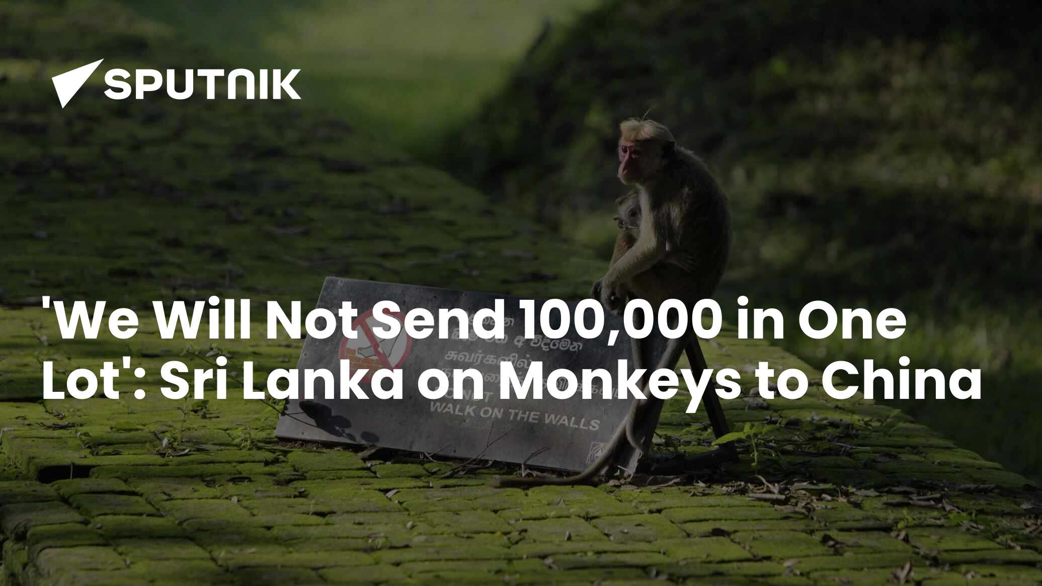 'We Will Not Send 100,000 in One Lot': Sri Lanka on Monkeys to China