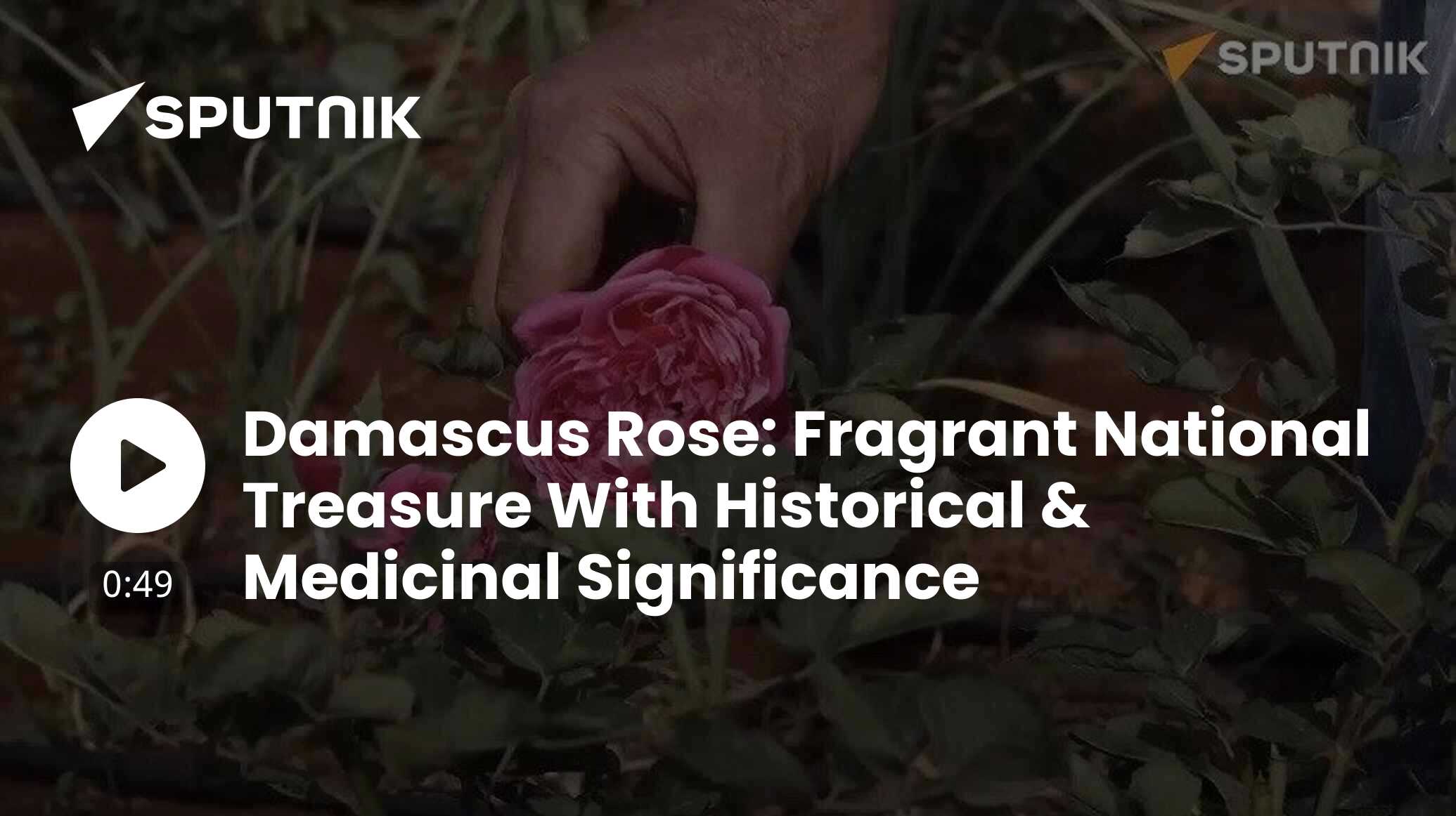 Damascus Rose: Fragrant National Treasure With Historical & Medicinal ...