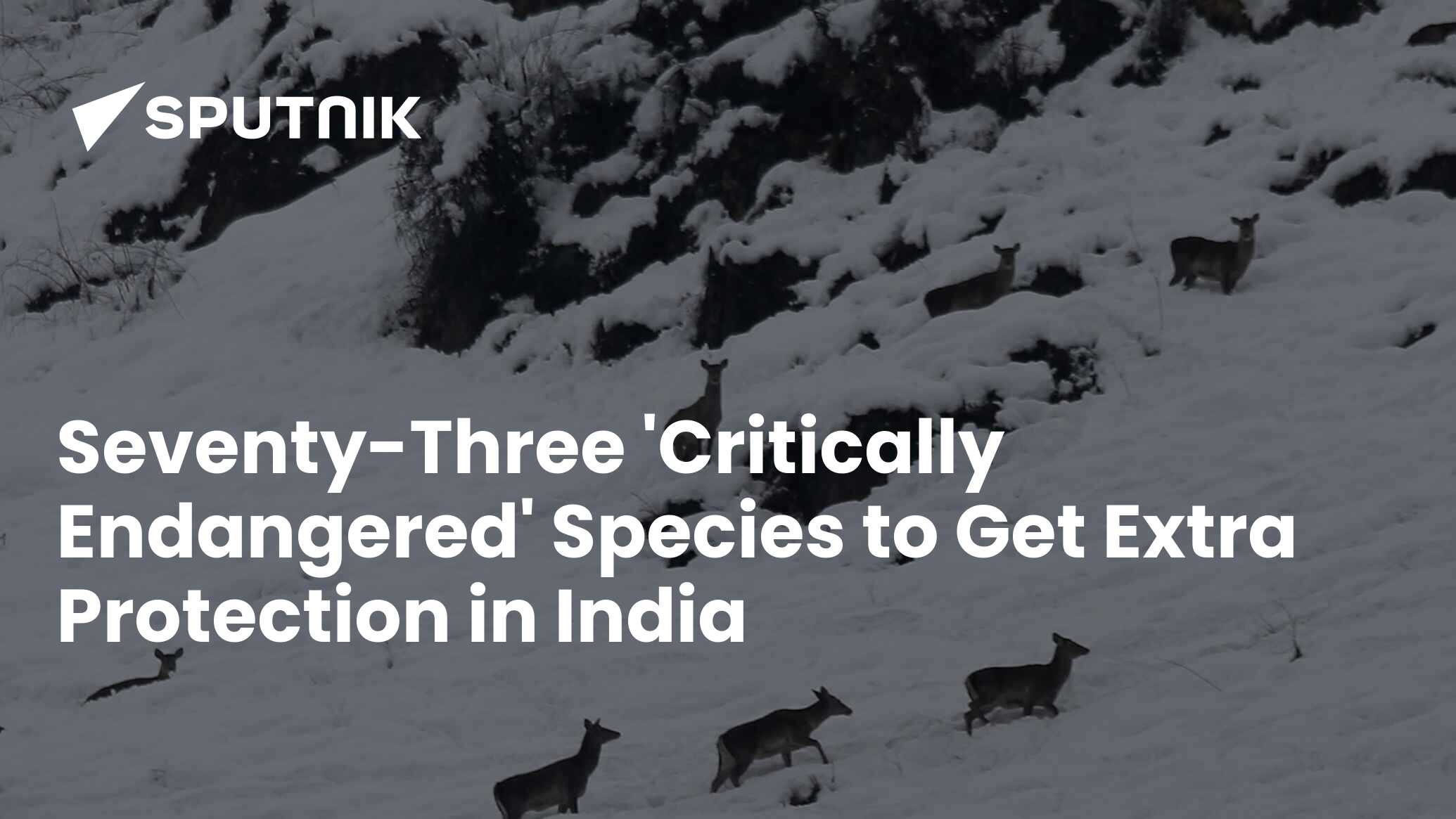 Seventy-Three 'Critically Endangered' Species to Get Extra Protection ...