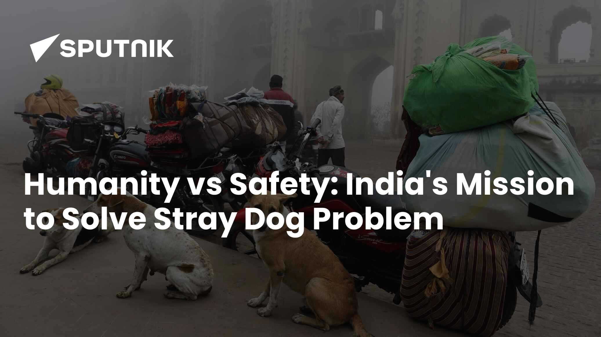 How People Are Remodeling Their Lifestyle for Dogs in India