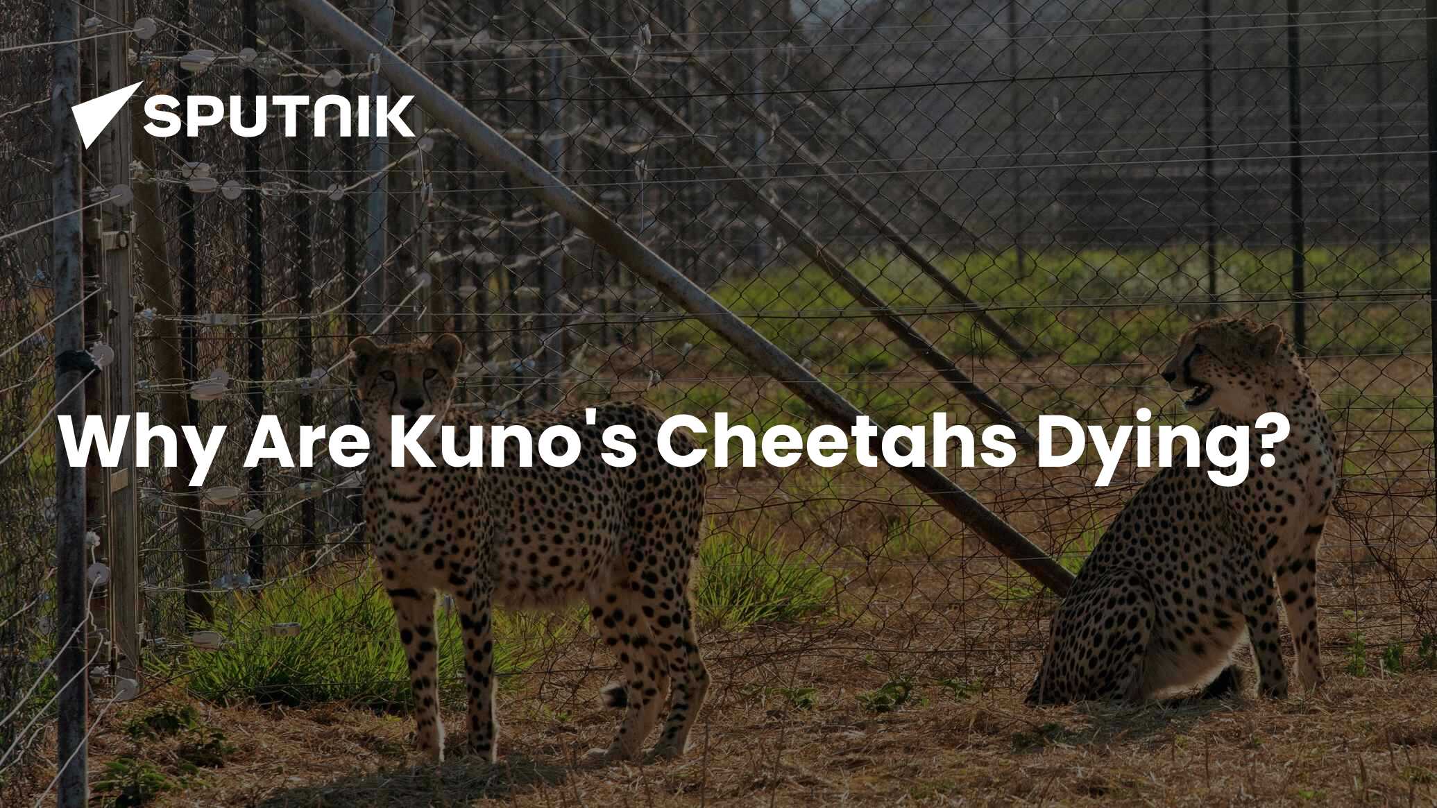 Why Are Kuno's Cheetahs Dying?