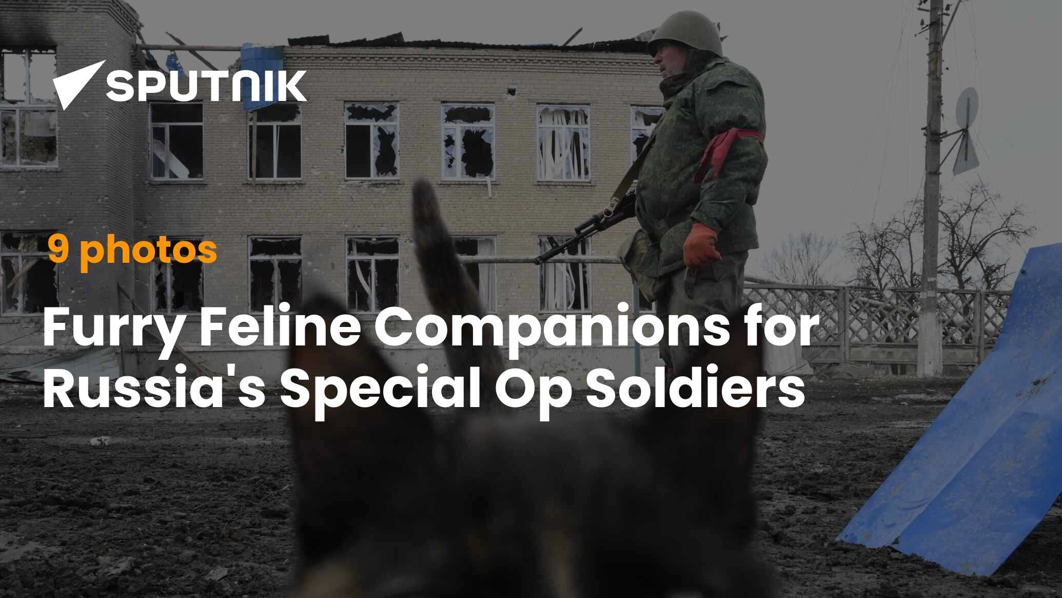 Furry Feline Companions for Russia's Special Op Soldiers