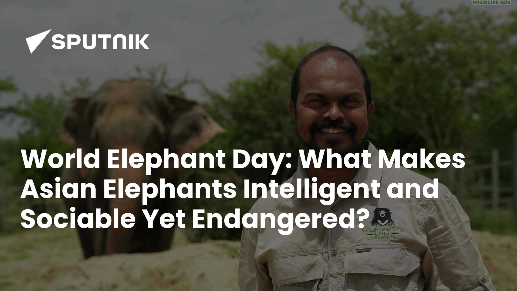 World Elephant Day: What Makes Asian Elephants Intelligent, Sociable ...
