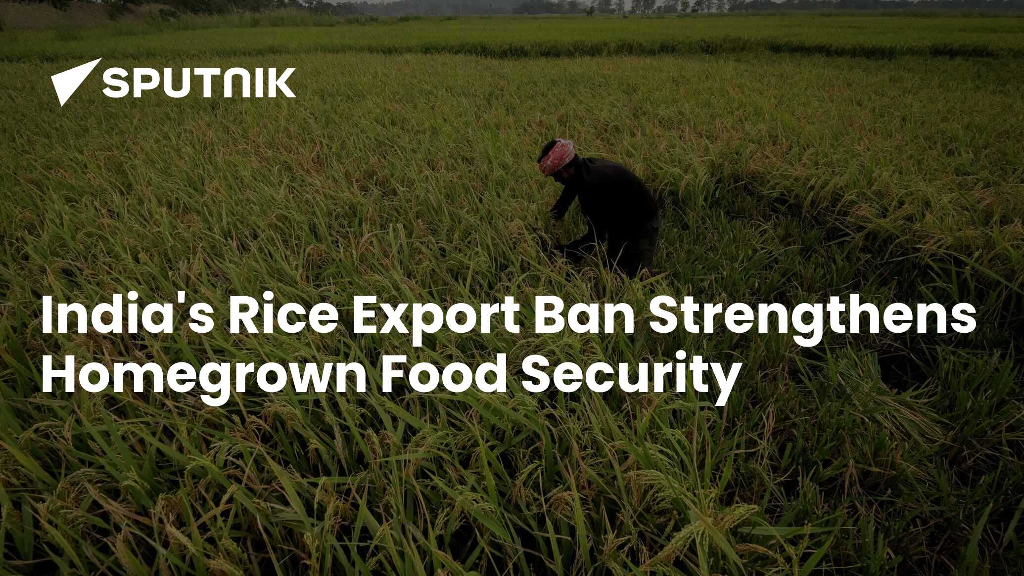 India's Rice Export Ban Strengthens Homegrown Food Security