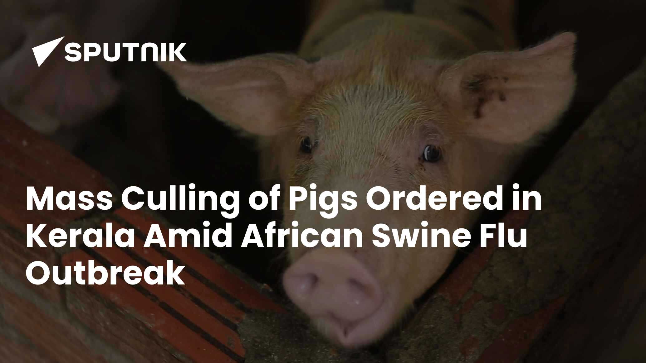 Mass Culling of Pigs Ordered in Kerala Amid African Swine Flu Outbreak ...