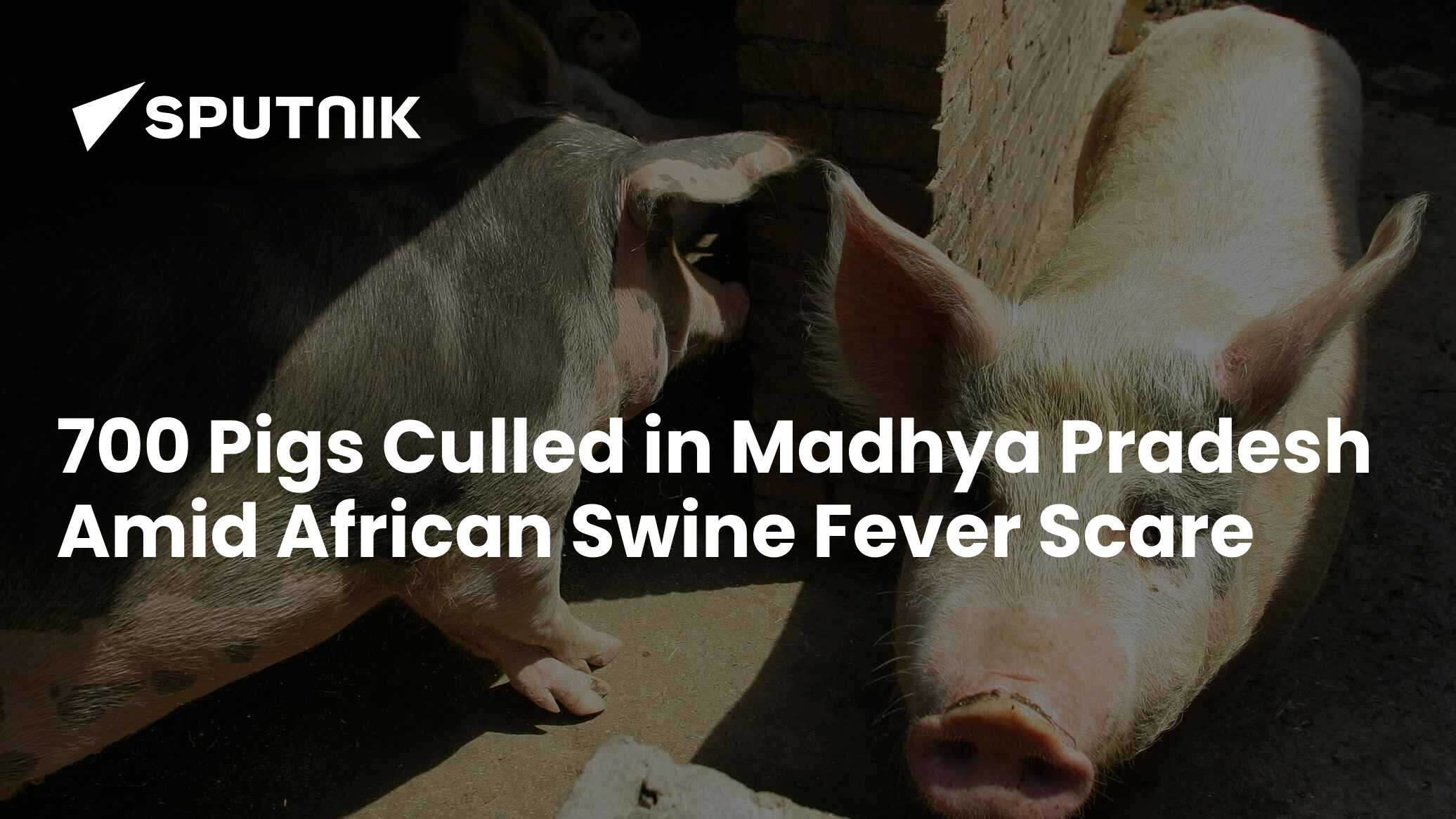 700 Pigs Culled in Madhya Pradesh Amid African Swine Fever Scare