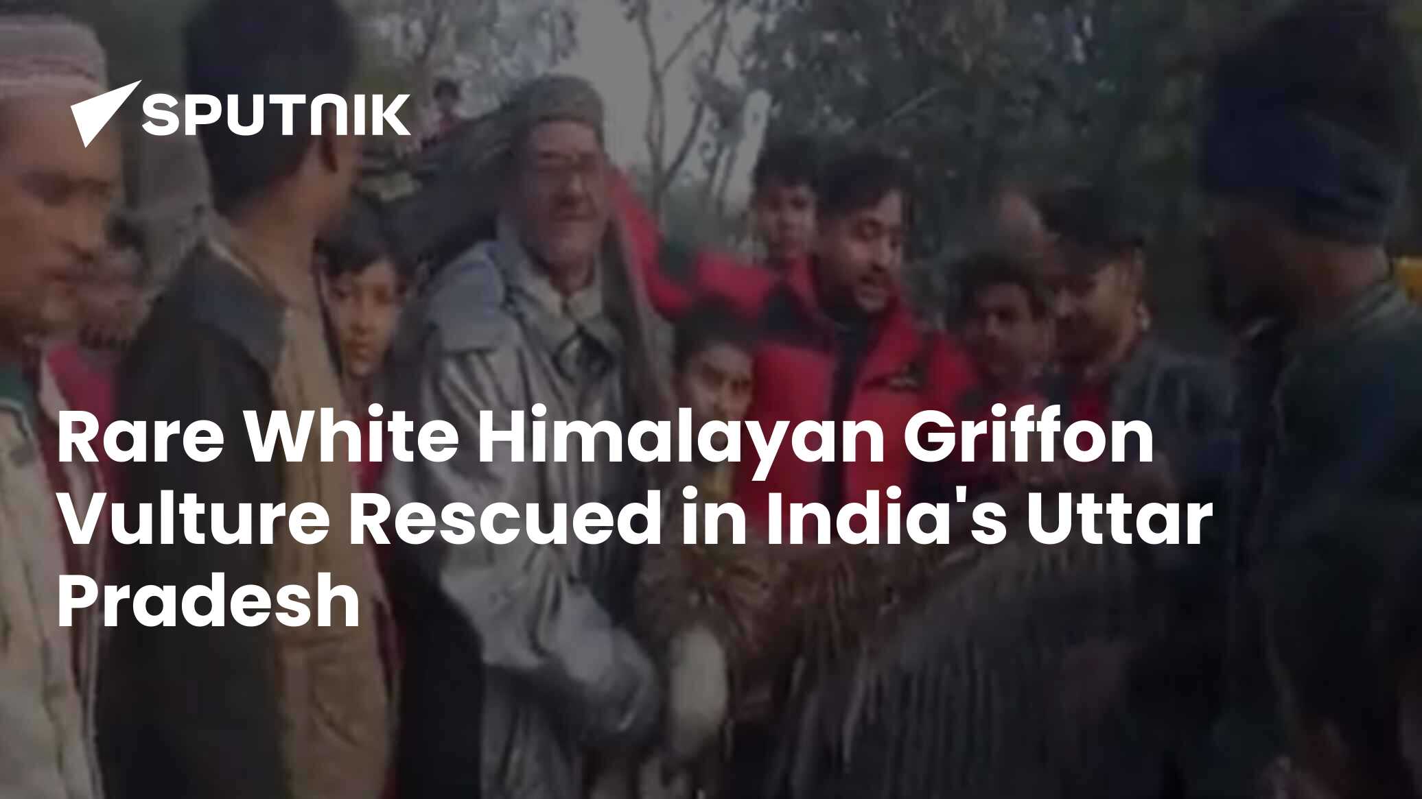 Rare White Himalayan Griffon Vulture Rescued In Indias Uttar Pradesh 09012023 Sputnik India
