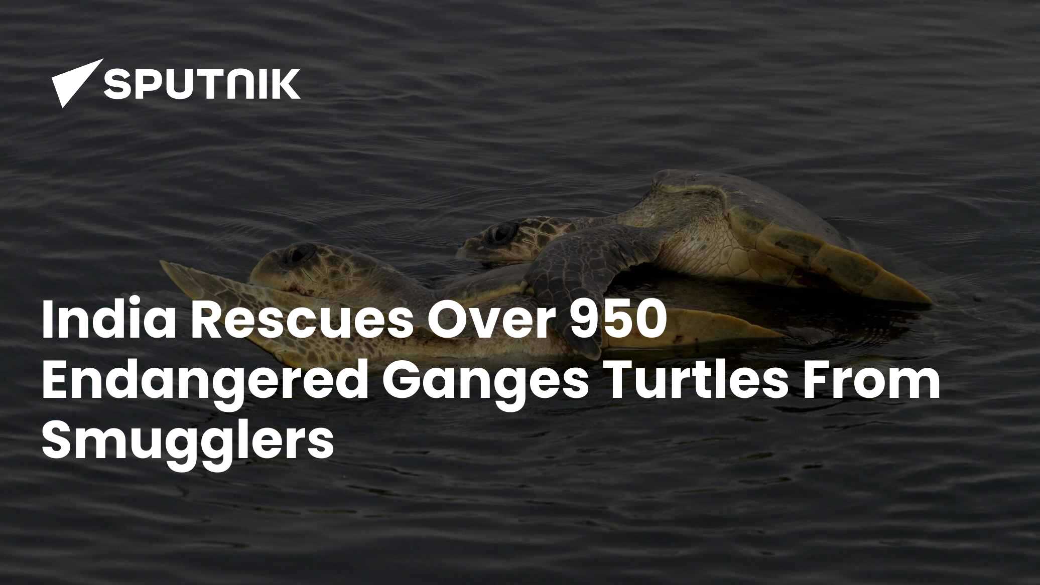India Rescues Over 950 Endangered Ganges Turtles From Smugglers