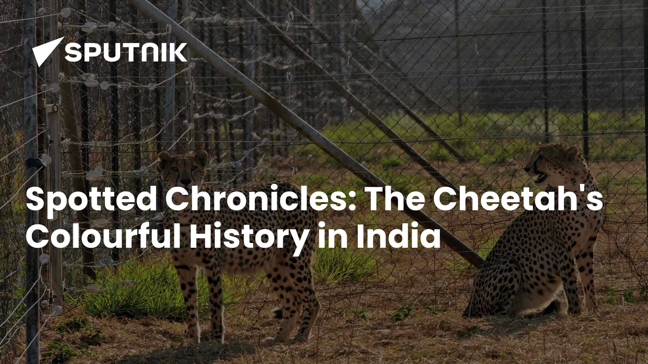 Spotted Chronicles: Cheetah History in India