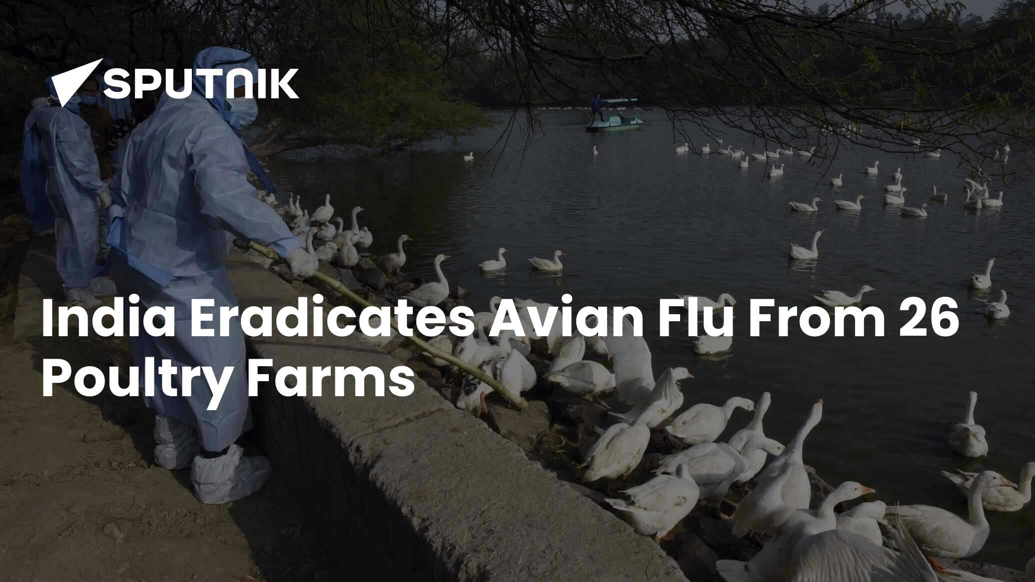 India Eradicates Bird Flu From 26 Farms Using Global Practise Without ...