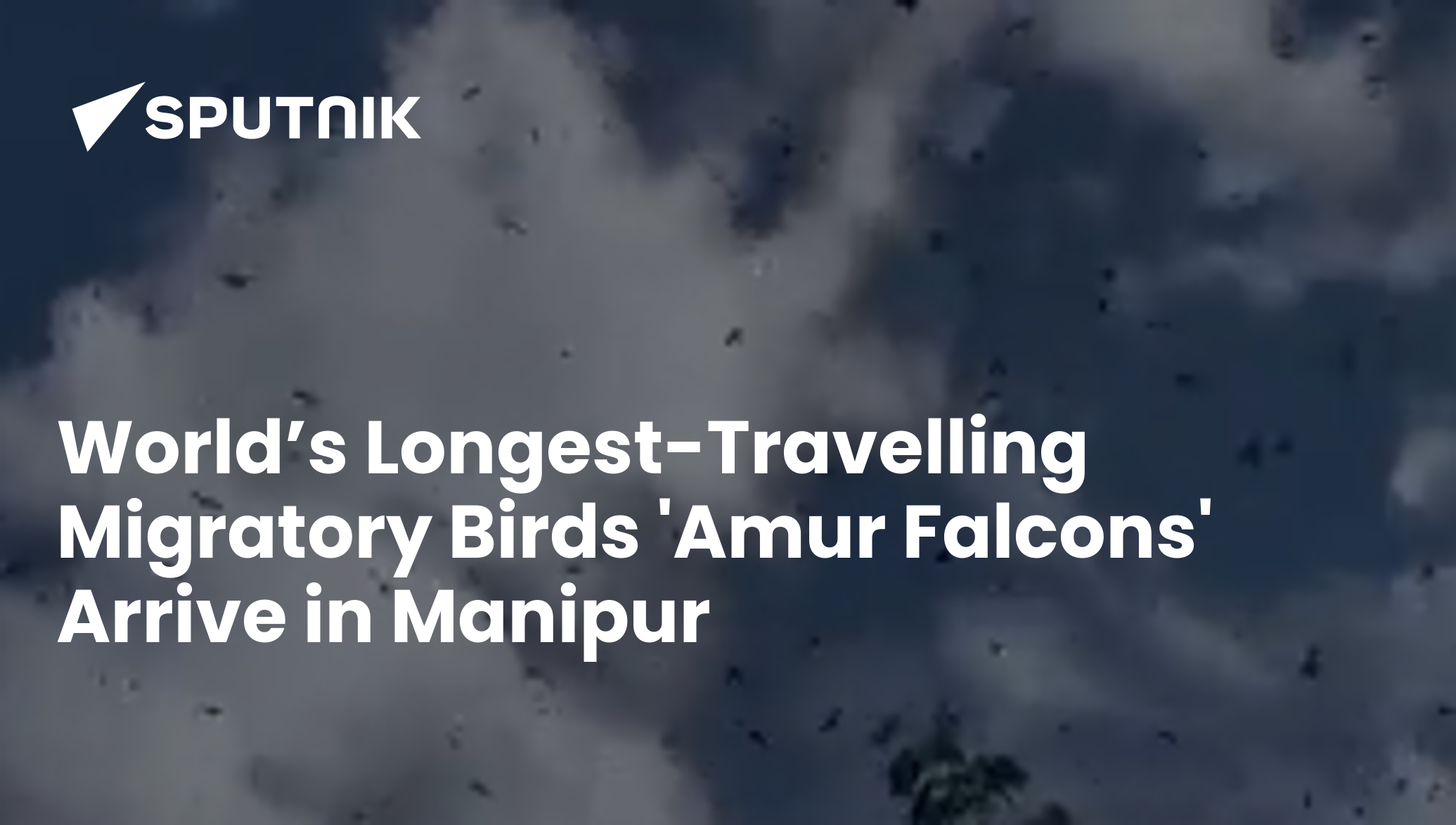World’s Longest-Travelling Migratory Birds 'Amur Falcons' Arrive in Manipur