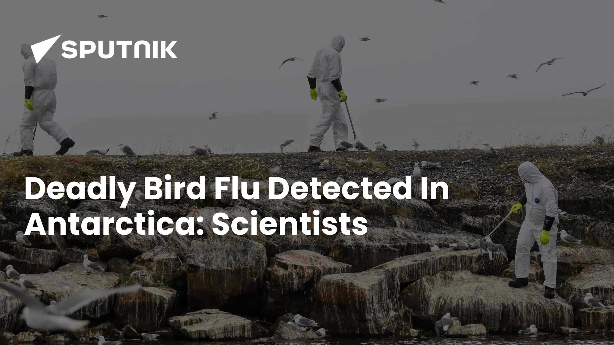 Scientists Warn of Deadly Bird Flu Detected For First Time In Antarctica