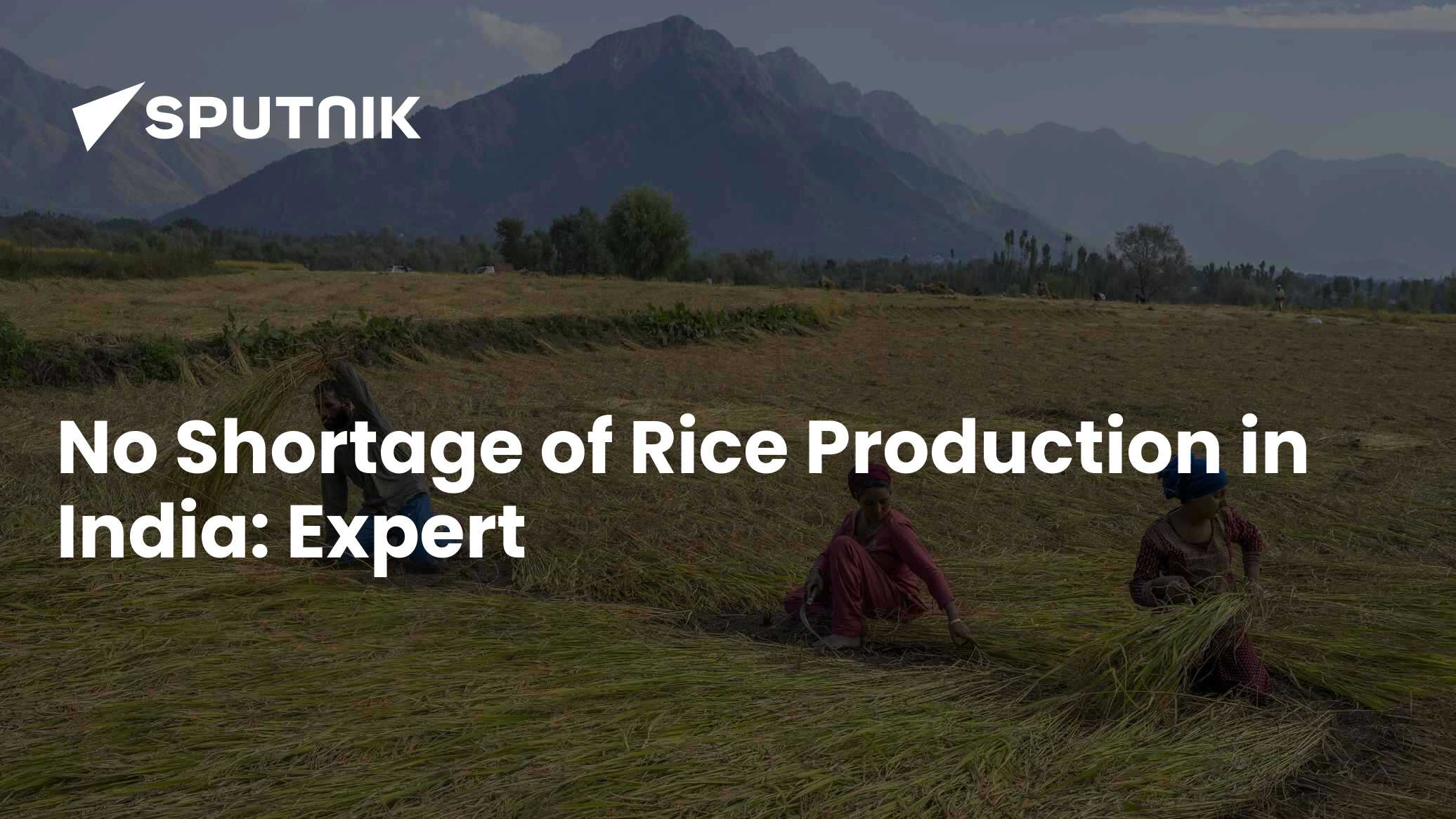 No Shortage of Rice Production in India: Expert