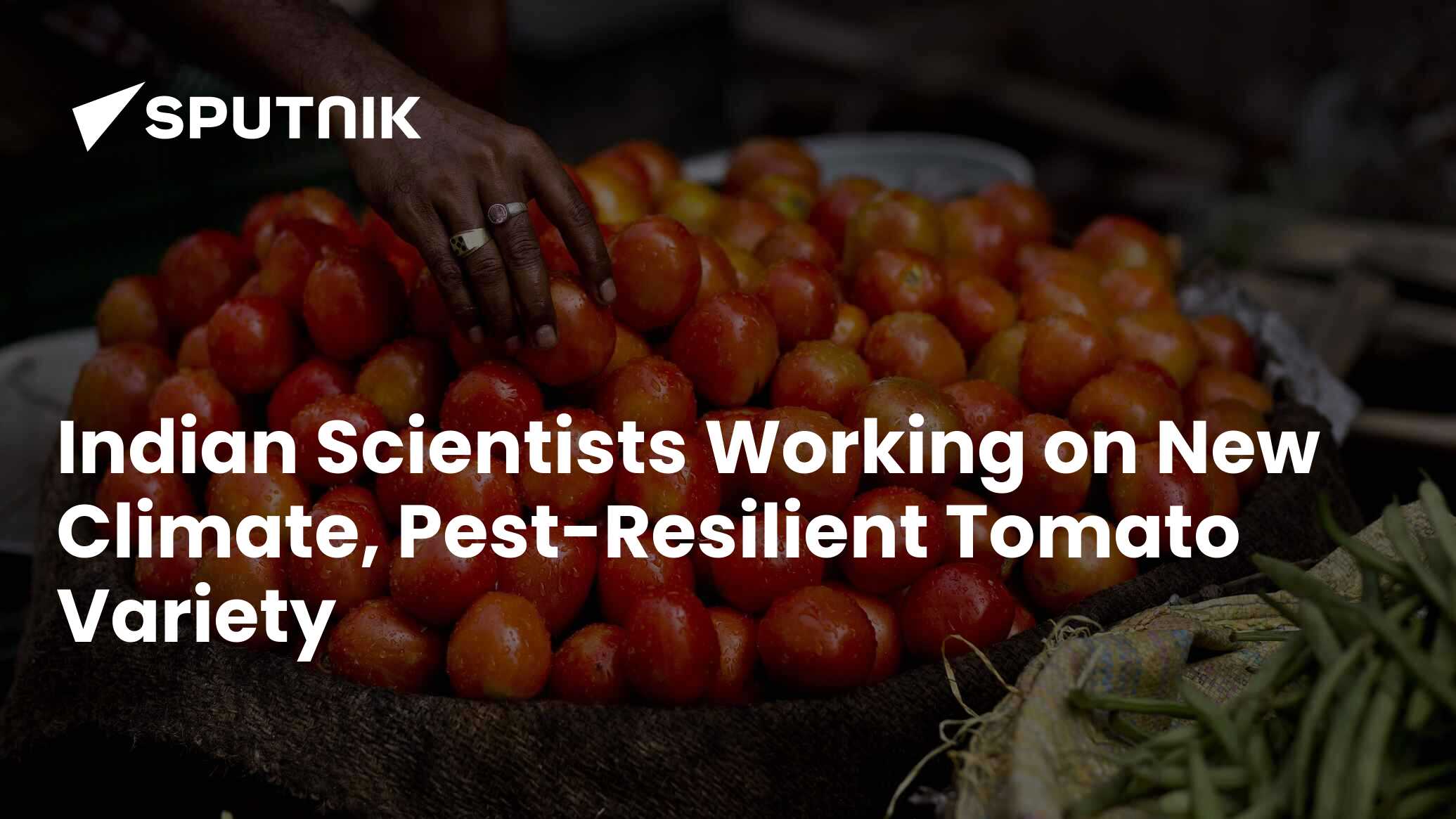 Indian Scientists Working on New Climate, Pest-Resilient Tomato Variety