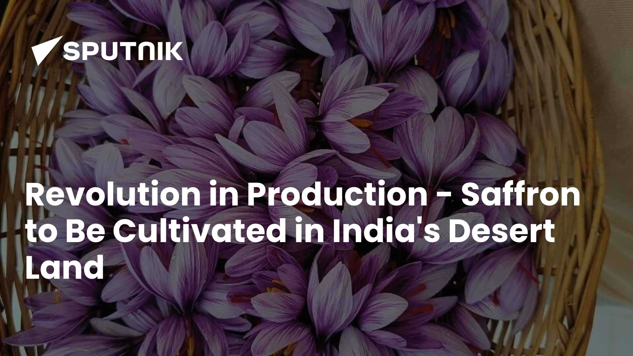 Revolution in Production - Saffron to Be Cultivated in India's Desert Lands