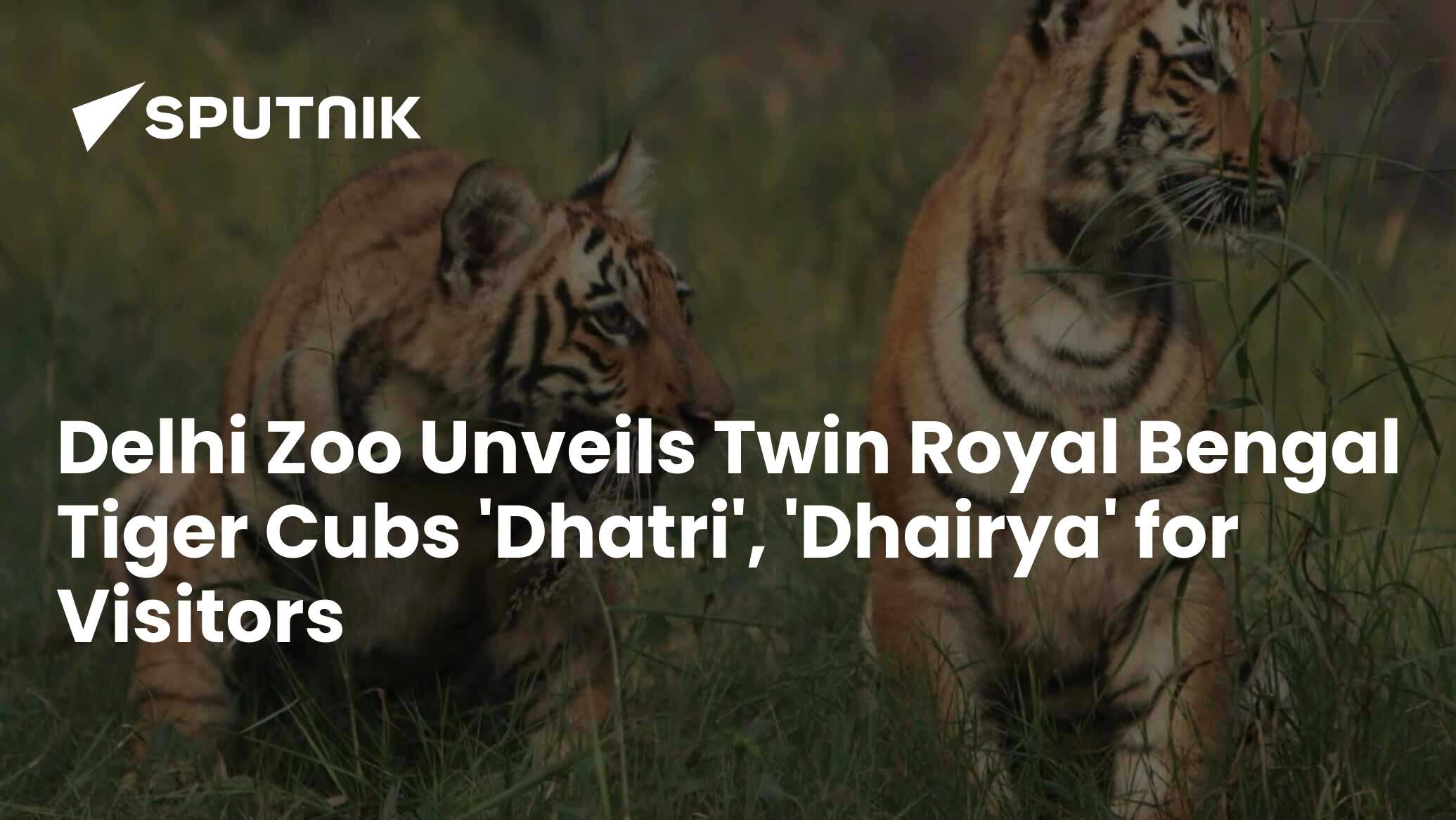 Delhi Zoo Unveils Twin Royal Bengal Tiger Cubs 'Dhatri', 'Dhairya' for ...