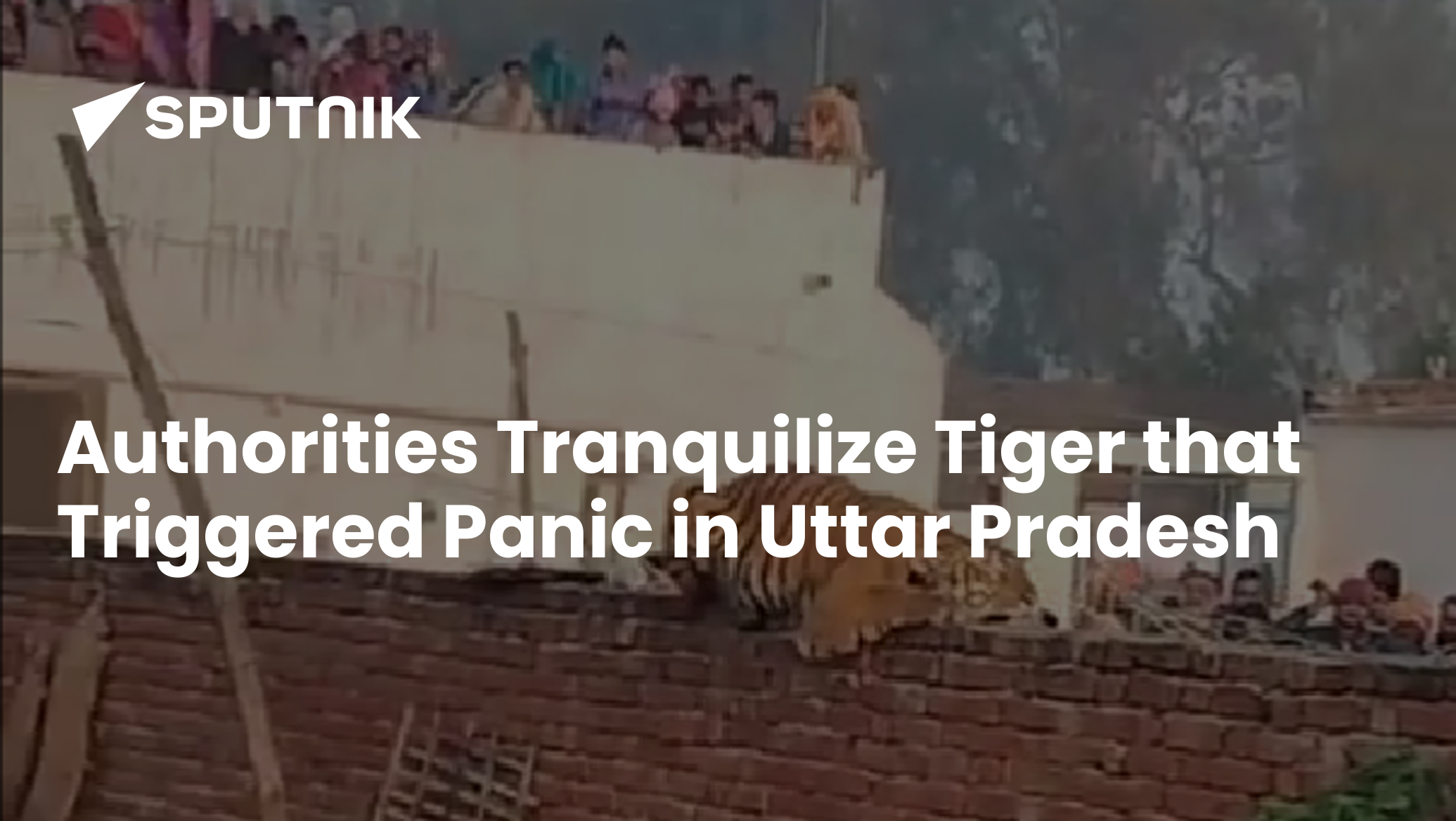 Authorities Tranquilize Tiger that Triggered Panic in Uttar Pradesh