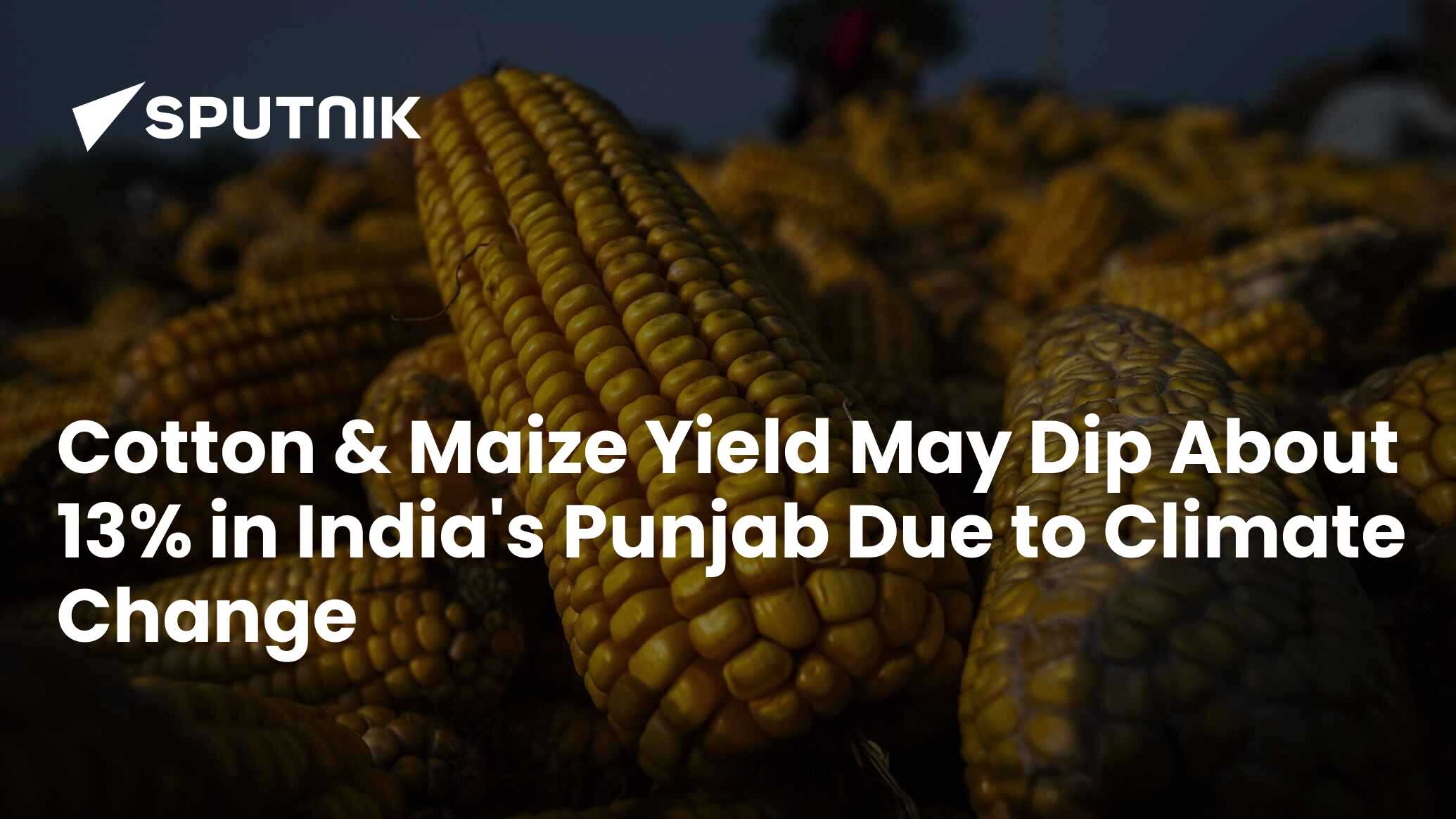 Cotton, Maize Crop May Dip Upto 13% In Indian State Due To Climate Change