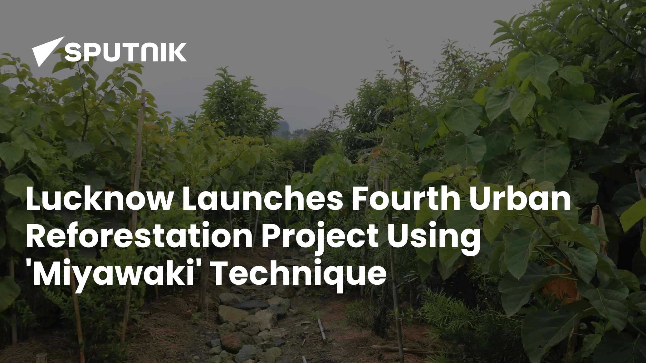 Lucknow Launches Fourth Urban Reforestation Project Using 'Miyawaki ...