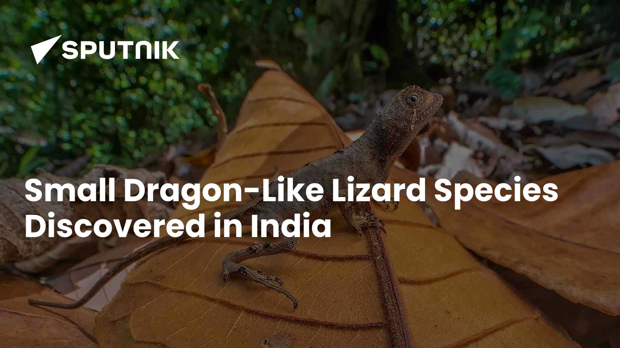 Small Dragon-Like Lizard Species Discovered in India