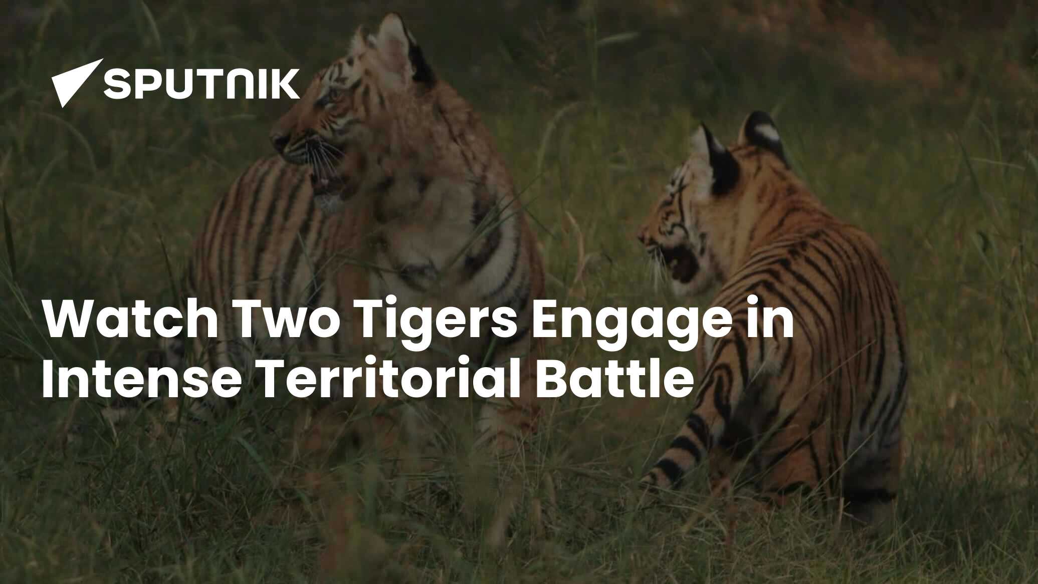 Watch Two Tigers Engage in Intense Territorial Battle
