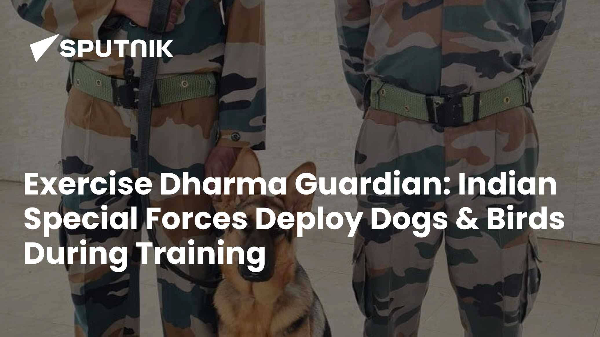 Special Forces Training Birds and Dogs to Combat Enemy Drones Goes Viral