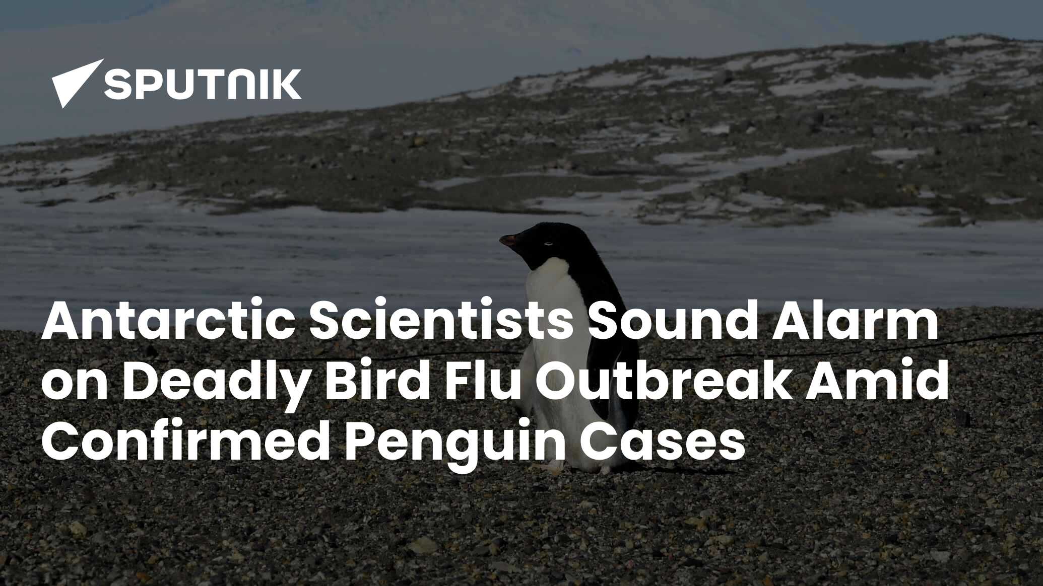 Antarctic Scientists Sound Alarm on Deadly Bird Flu Outbreak Amid ...