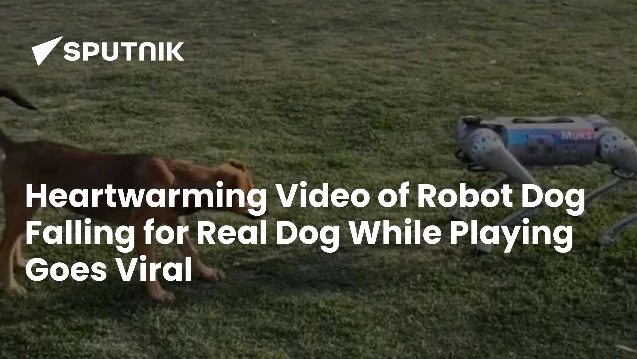 Heartwarming Video of Robot Dog Falling for Real Dog While Playing Goes ...