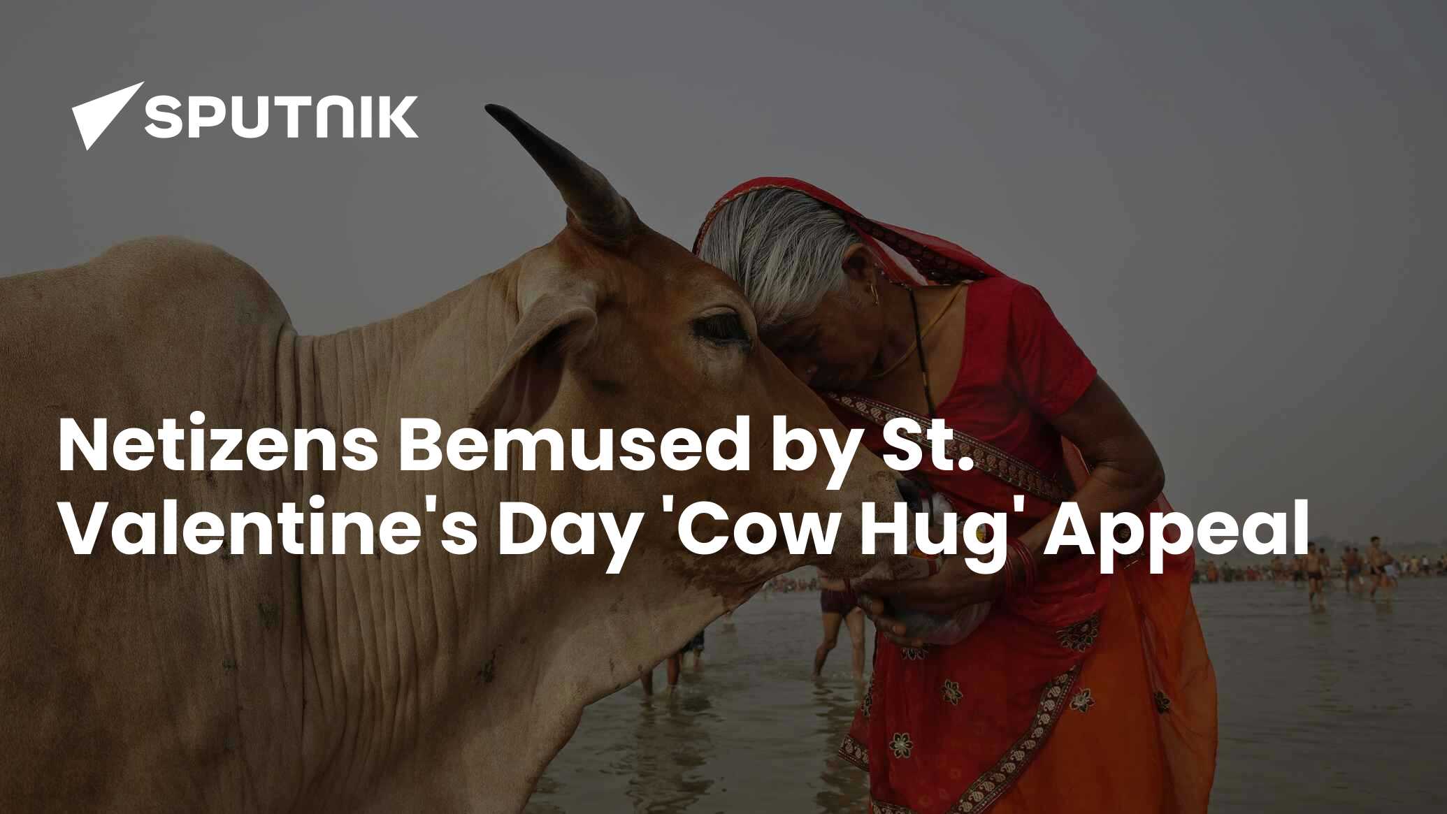Netizens Bemuse To Celebrate Cow Hug Day on Valentine’s Day