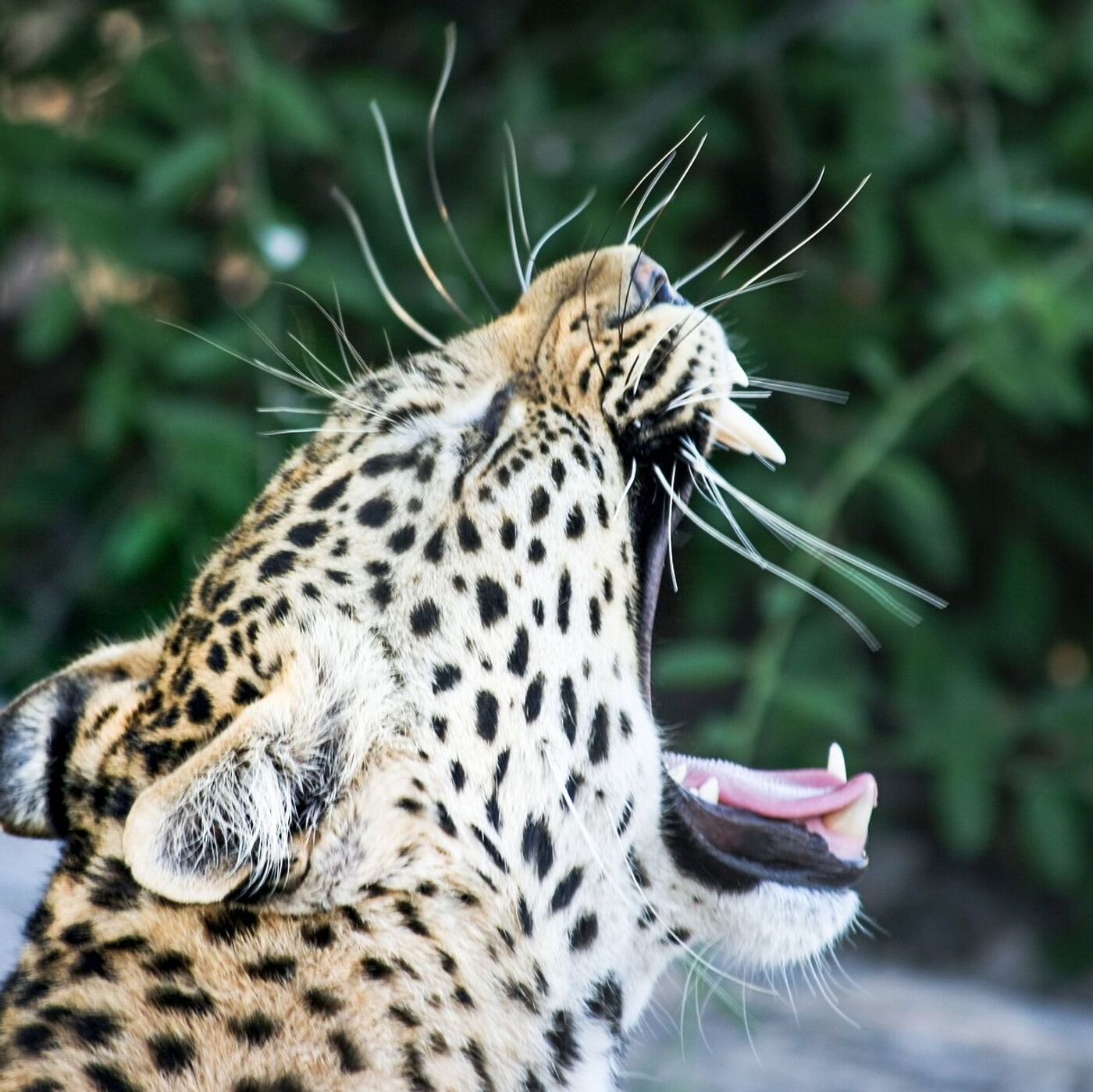Leopard Roar Profile