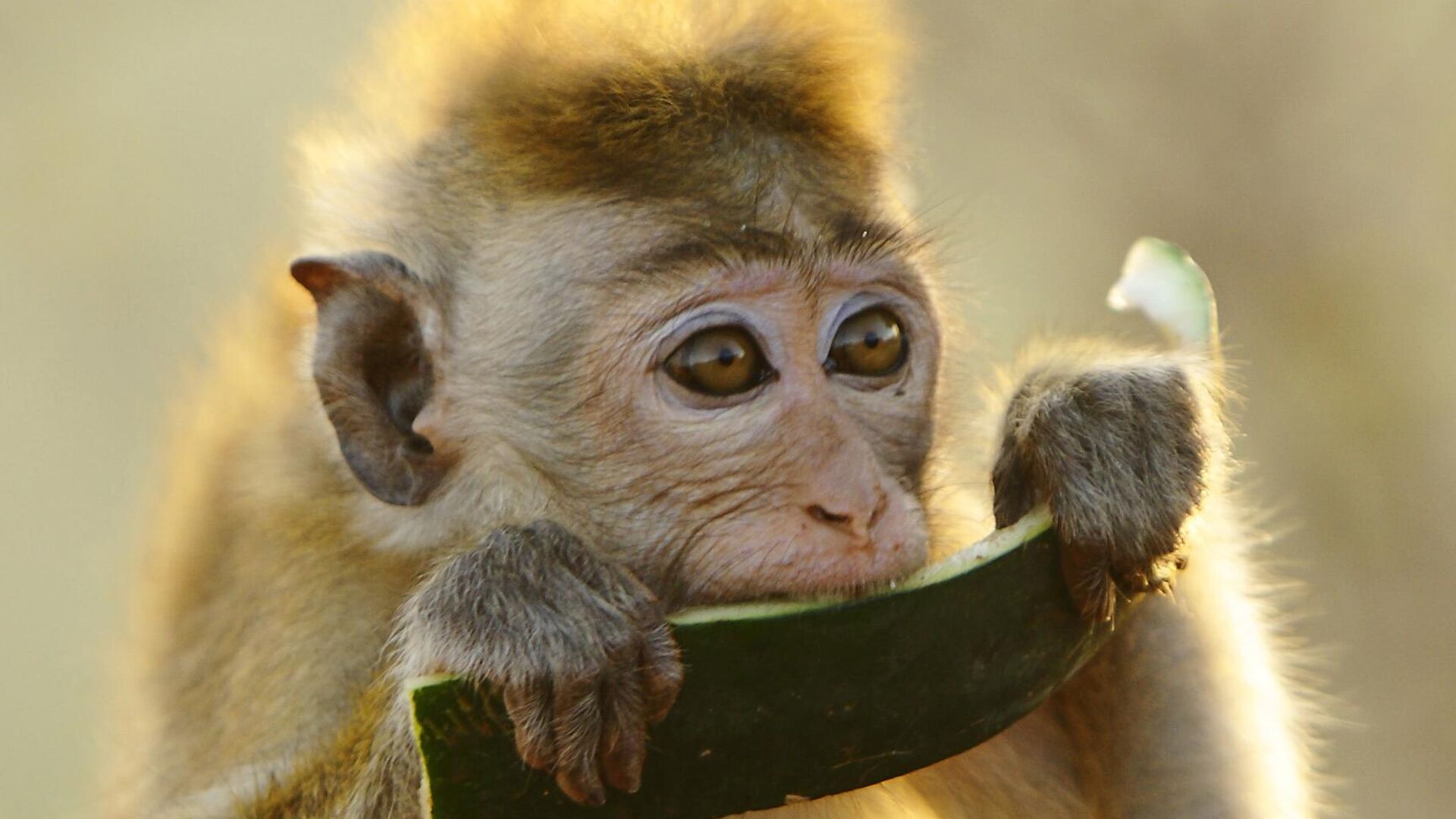 China Slams ‘Disinformation’ on Controversial Proposal to Import Sri ...