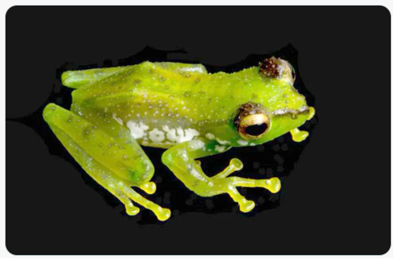 Indian Scientists Discover New Patkai Green Tree Frog Species