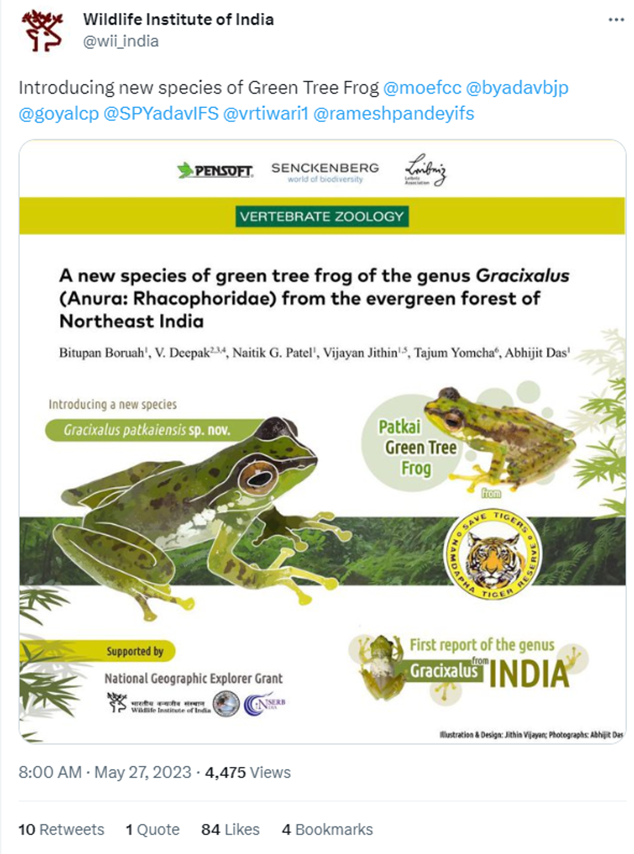 Indian Scientists Discover New Patkai Green Tree Frog Species