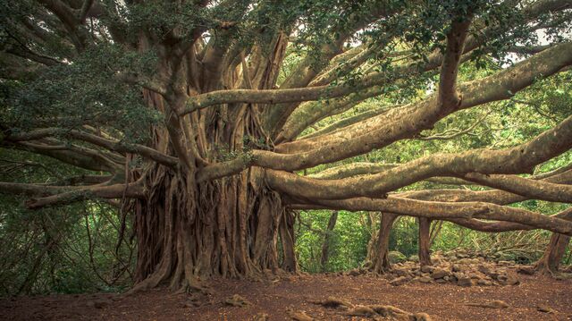 500-Year-Old Banyan Tree in India's Uttar Pradesh Declared World's Oldest