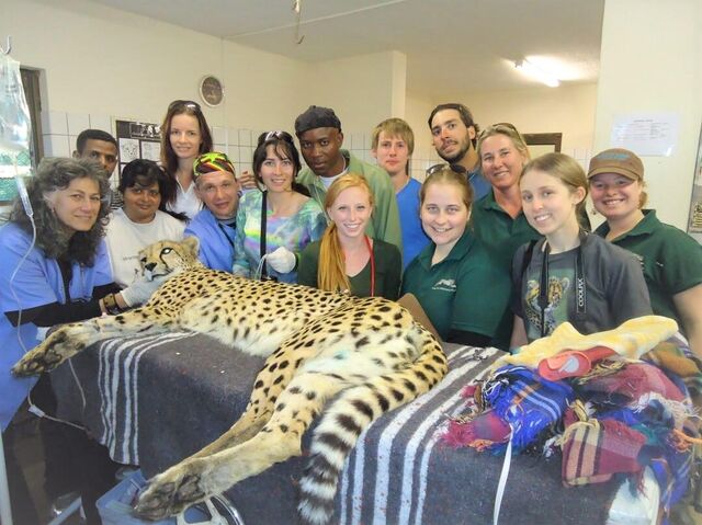 India’s ‘Cheetah Lady’ Opens Up About Challenges Faced in Reintroducing ...