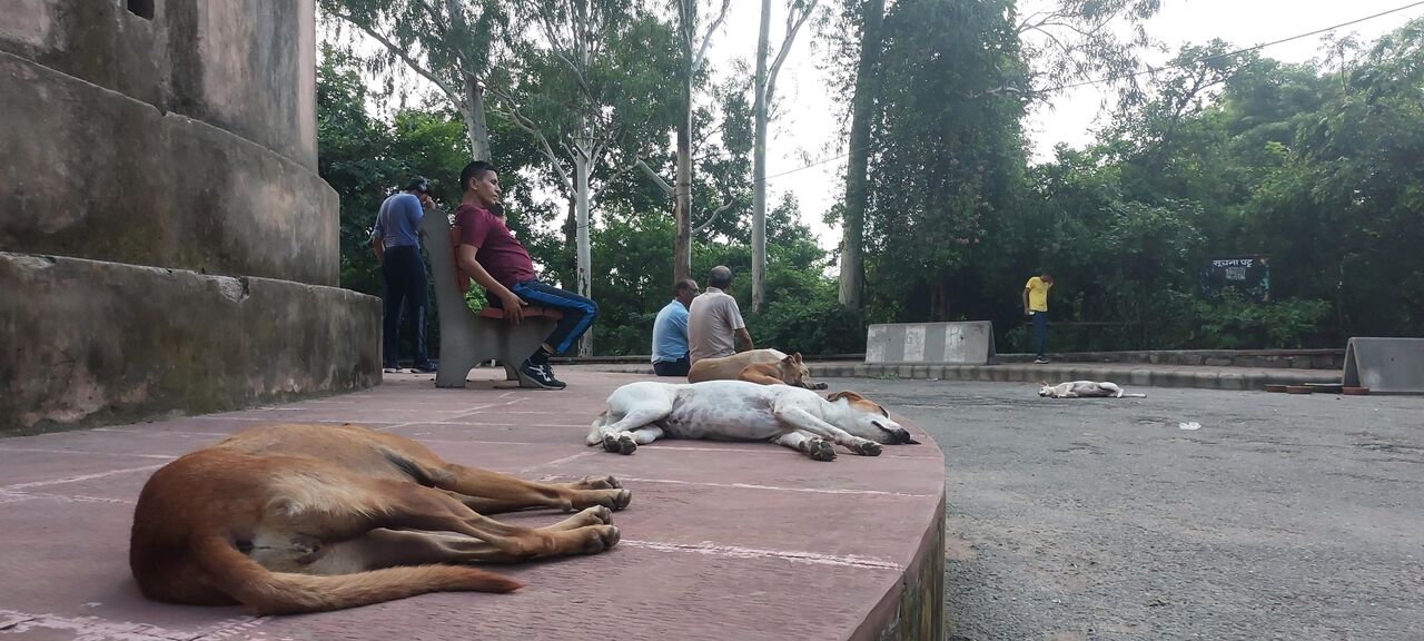 How People Are Remodeling Their Lifestyle for Dogs in India