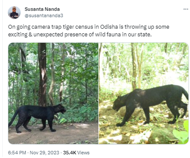 Rare Black Leopard Spotted in Odisha Forest During Tiger Census