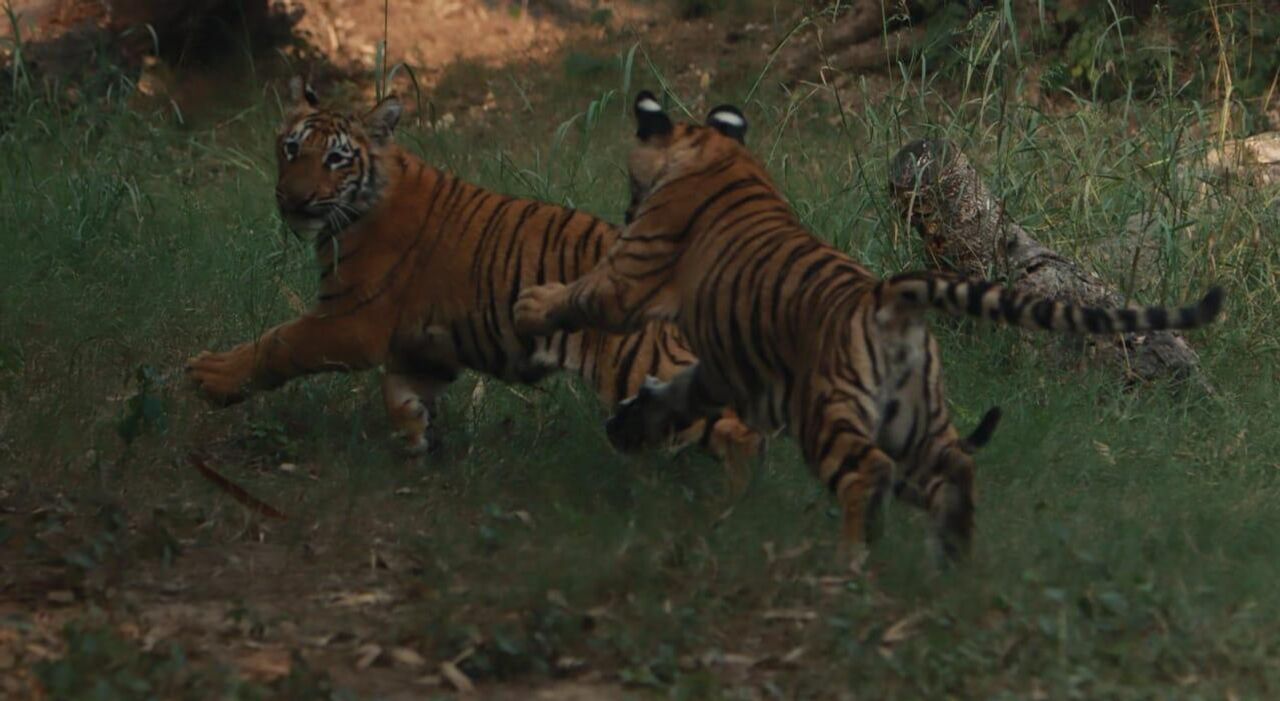 Delhi Zoo Unveils Twin Royal Bengal Tiger Cubs 'Dhatri', 'Dhairya' for ...